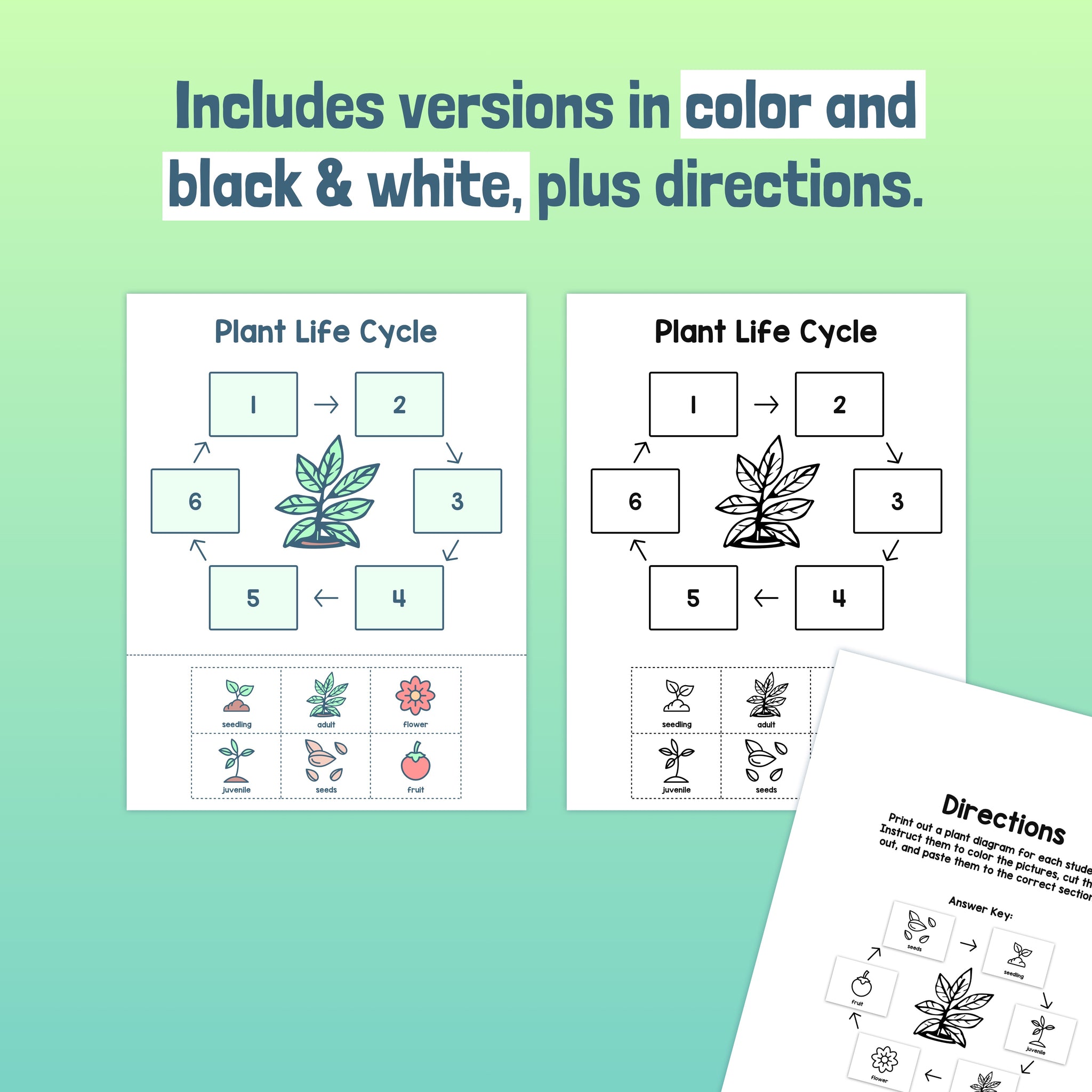 Plant Life Cycle Worksheet – That Little Robot